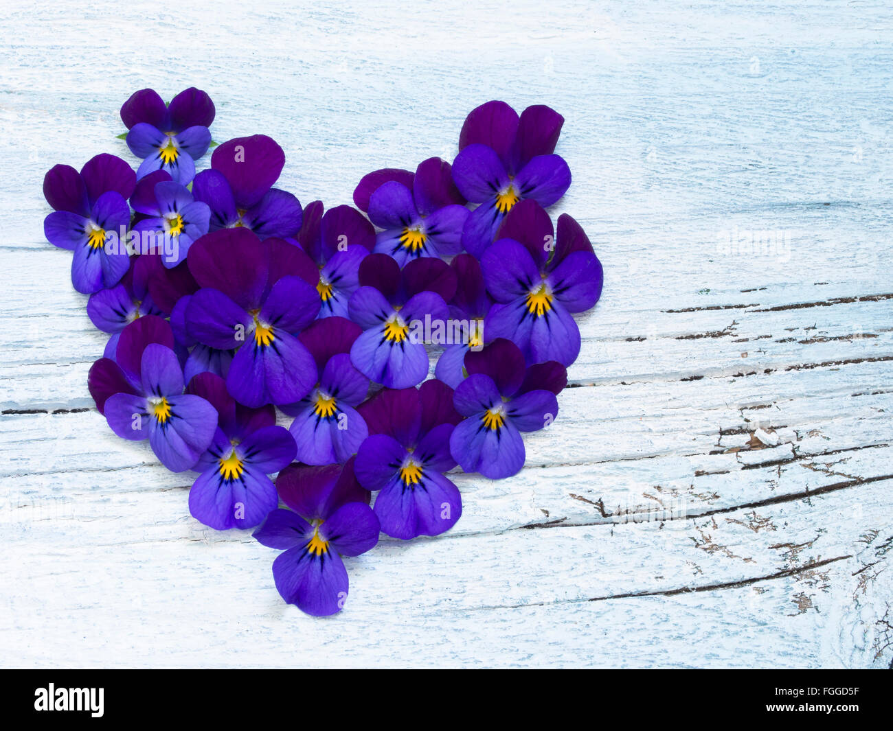 wild violets background Stock Photo - Alamy