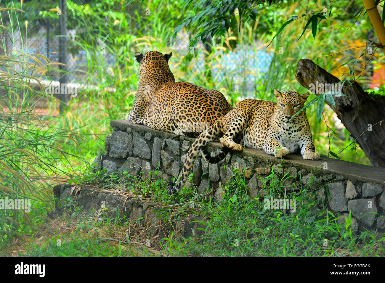 Sri Lankan Endemic Leopard At Pinnawala Open Air Zoo In Sri Lanka Stock ...
