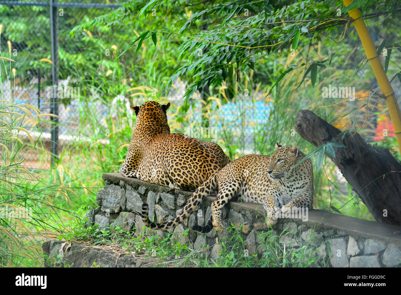 Sri Lankan Endemic Leopard At Pinnawala Open Air Zoo In Sri Lanka Stock ...