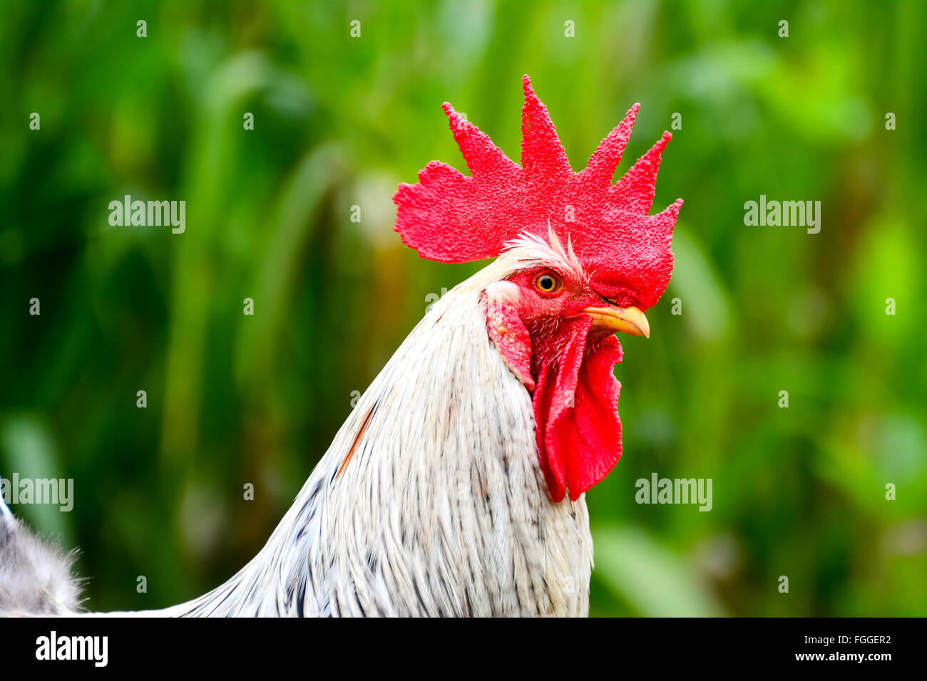 Close Up Portrait Of A Sri Lankan Domestic Fowl Stock Photo - Alamy