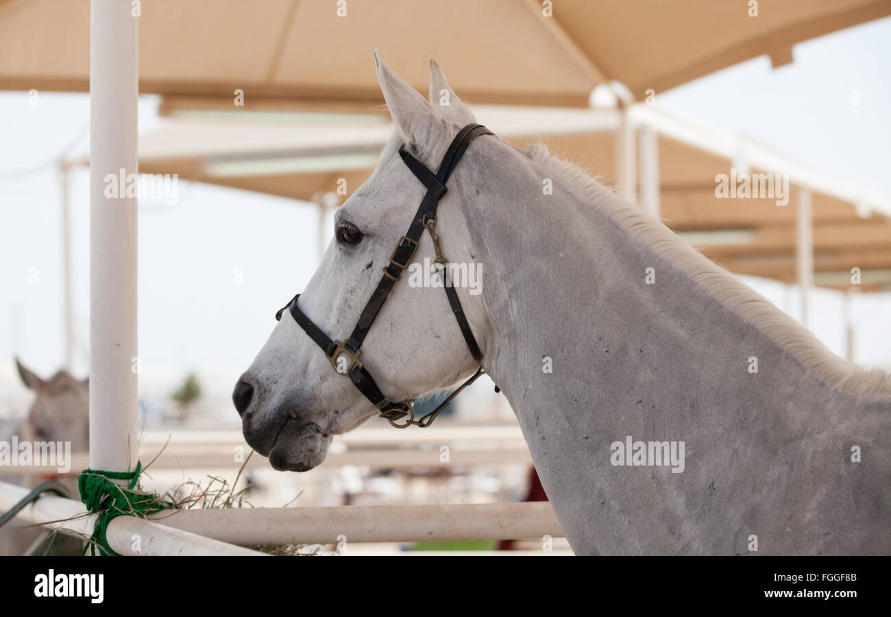 Arab horses in the stabling area of Qatar Endurance Village Stock Photo ...