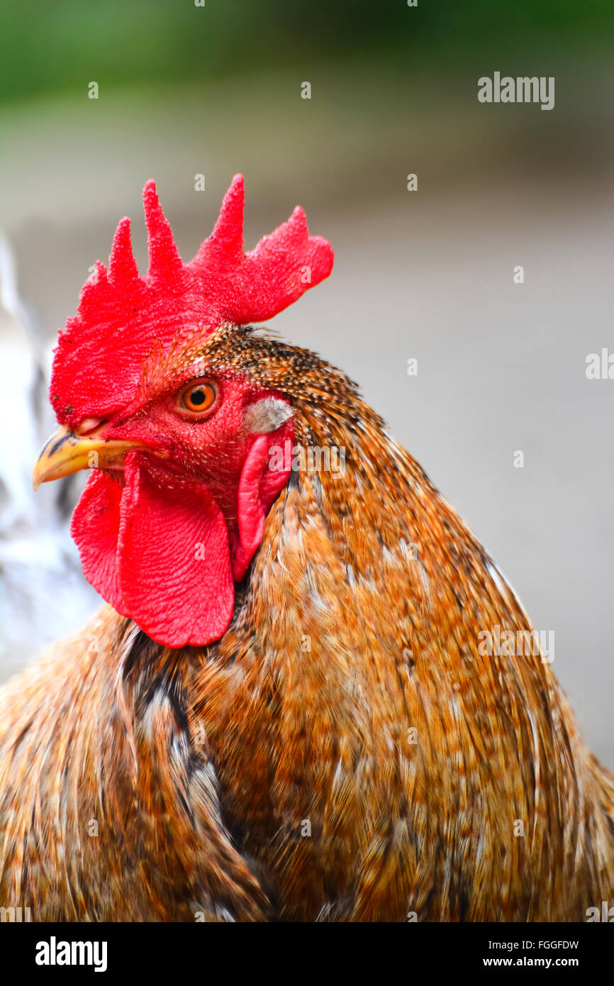 Close Up Portrait Of A Sri Lankan Domestic Fowl Stock Photo - Alamy