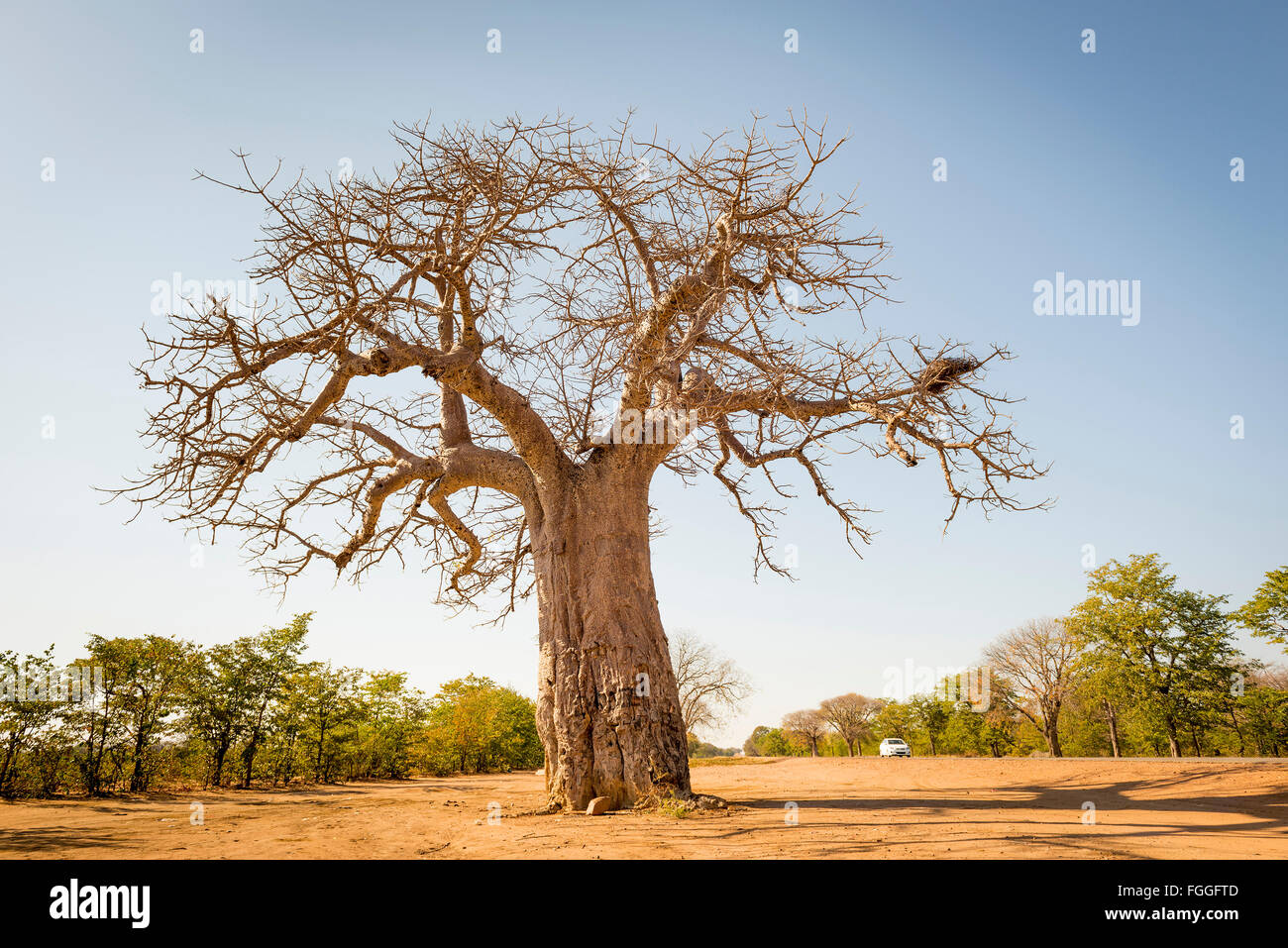 Massive Baobab tree in Botswana, Africa Stock Photo - Alamy