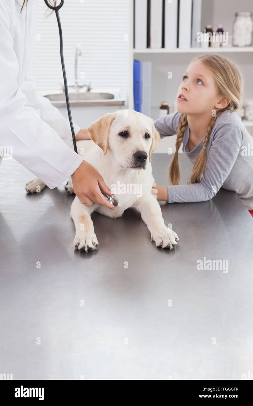 Vet examining a dog with stethoscope Stock Photo - Alamy