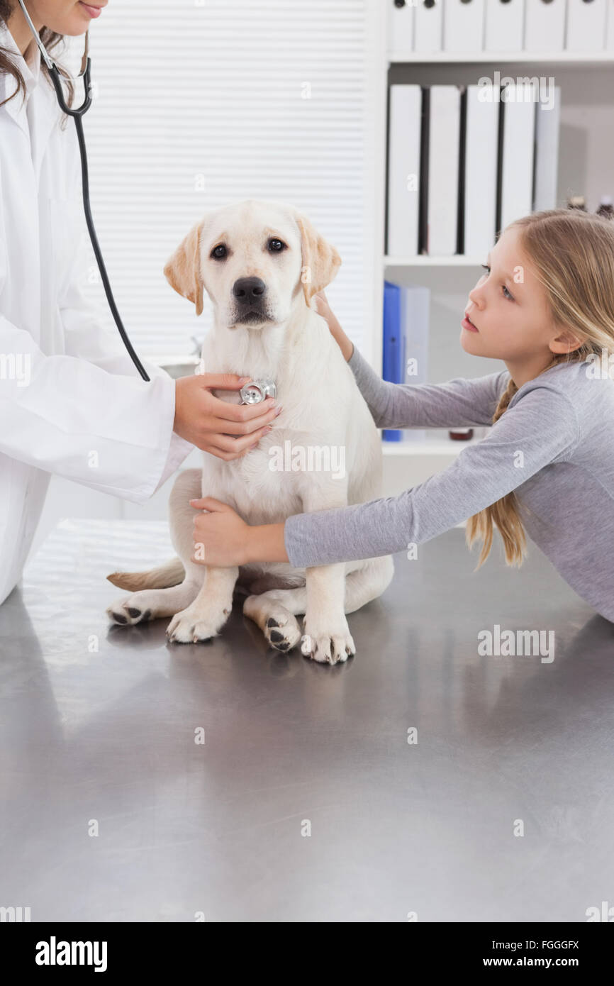 Vet examining a dog with stethoscope Stock Photo - Alamy