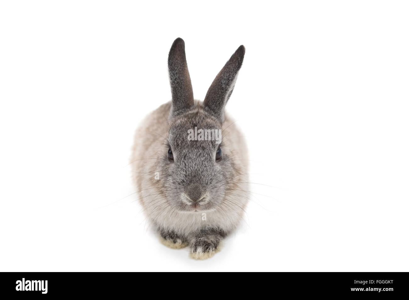 Cute fluffy grey bunny rabbit Stock Photo - Alamy