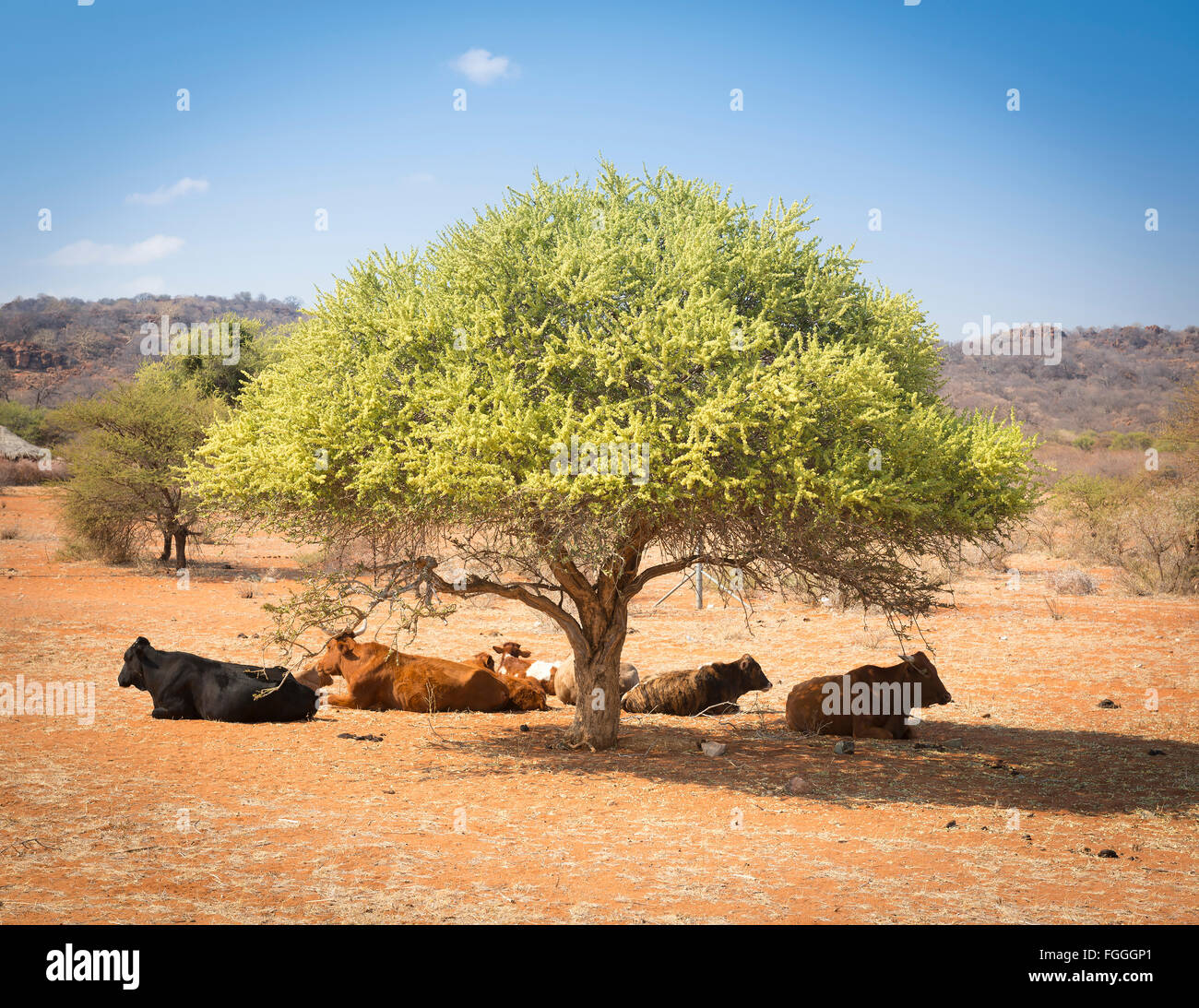 Botswana beef cattle resting under a tree in rural Botswana, Africa ...
