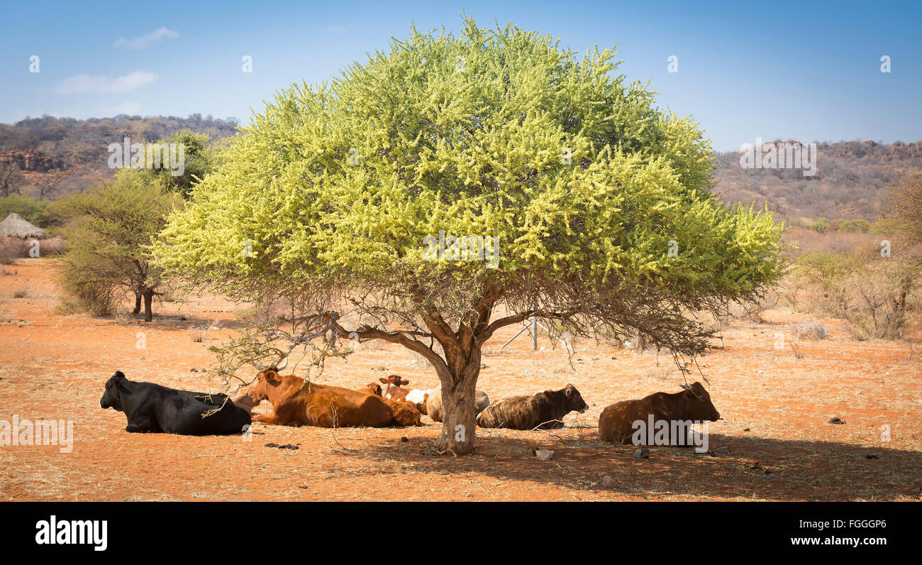 African beef cow hi-res stock photography and images - Alamy