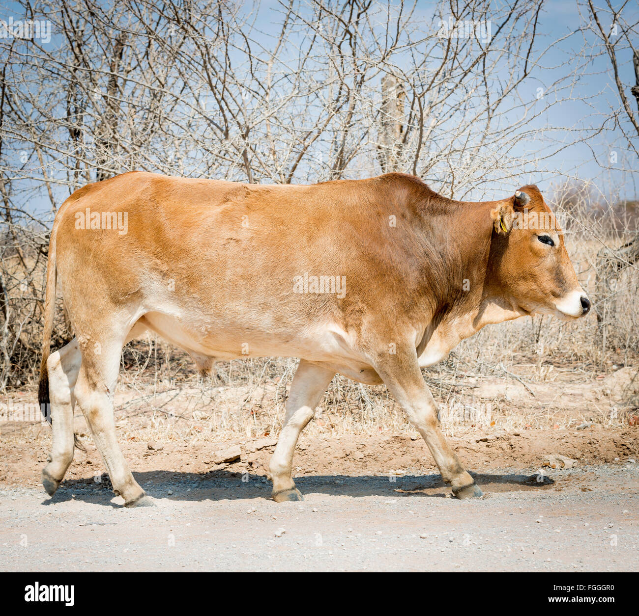 Botswana beef cattle rural Botswana, Africa Stock Photo - Alamy
