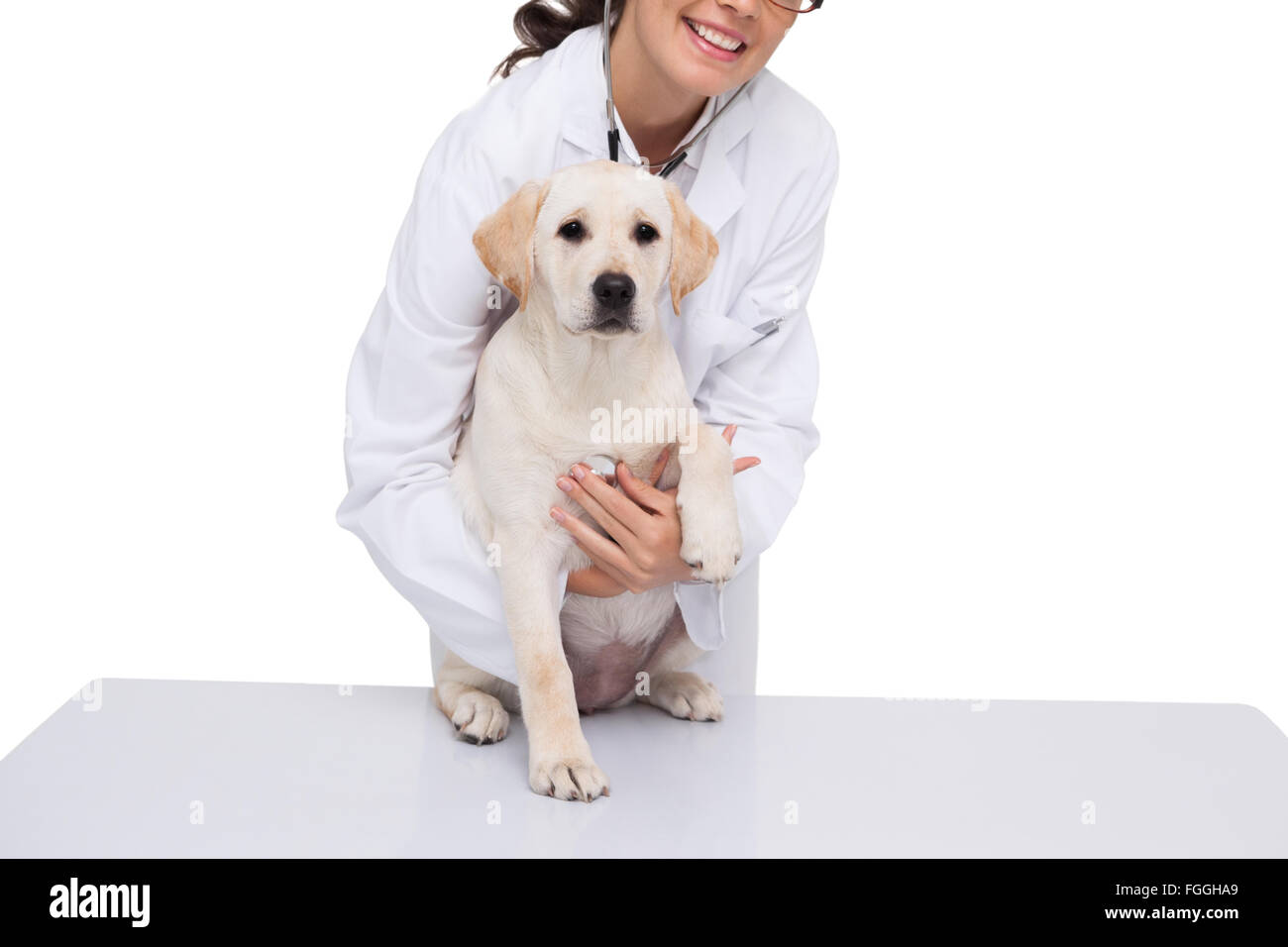 Veterinarian doing check up at a dog Stock Photo - Alamy