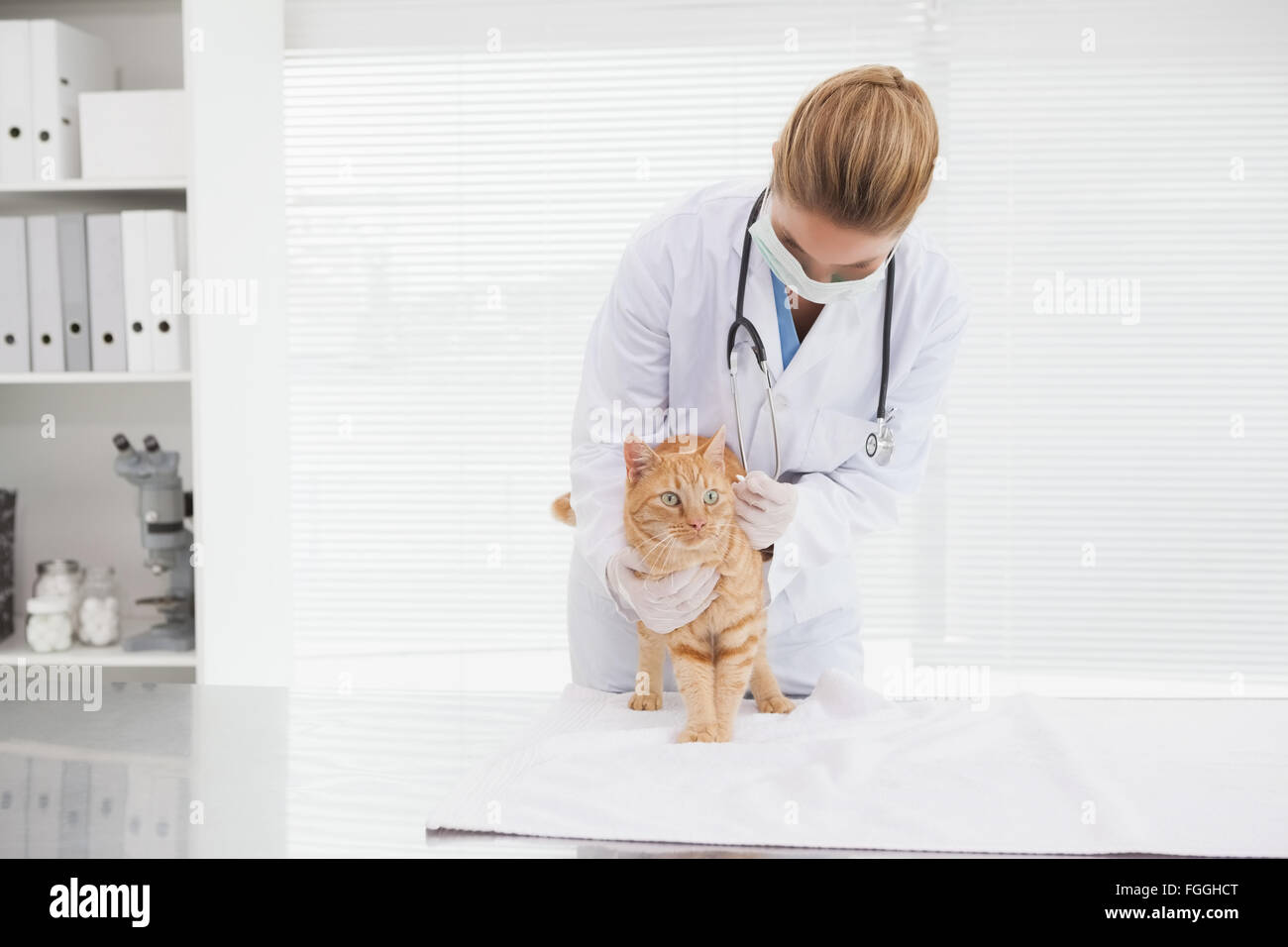 Vet giving a cat a check up Stock Photo - Alamy