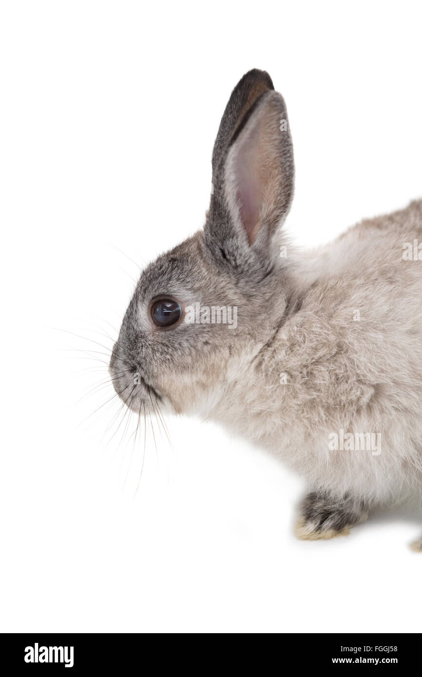 Cute fluffy grey bunny rabbit Stock Photo - Alamy