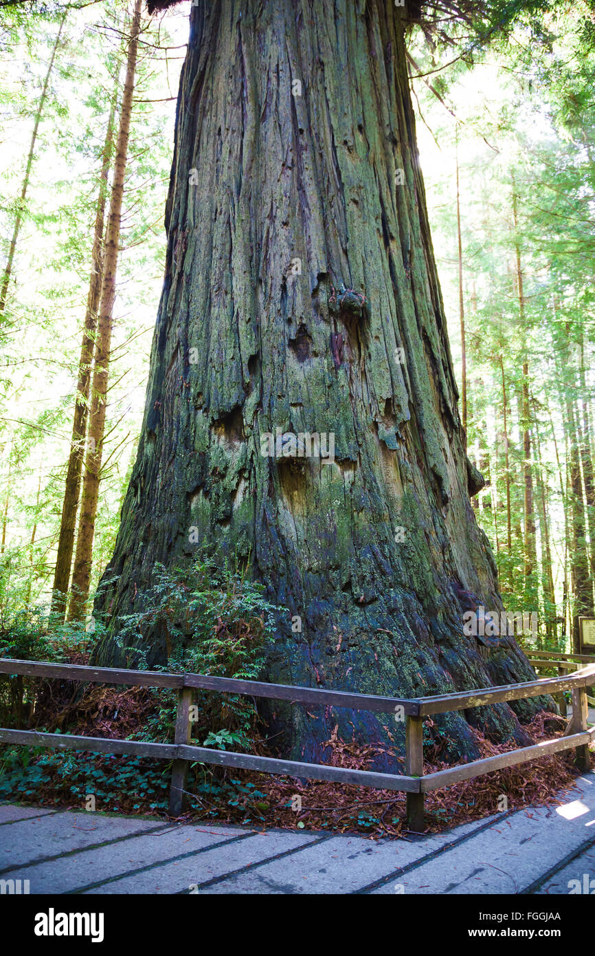 Massive sequoia redwood tree in the Redwoods National Forest in ...