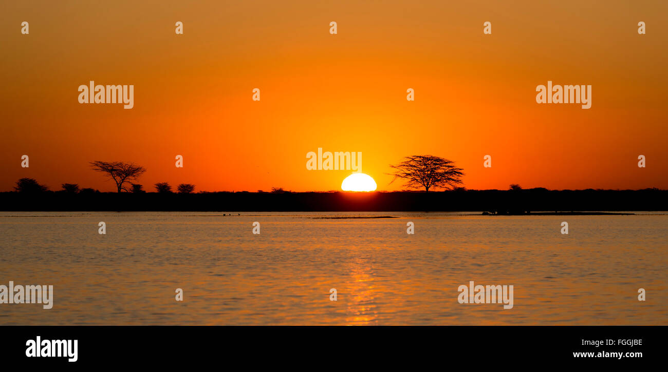 Classic African sunset with huge burning sun over Acacia trees and ...