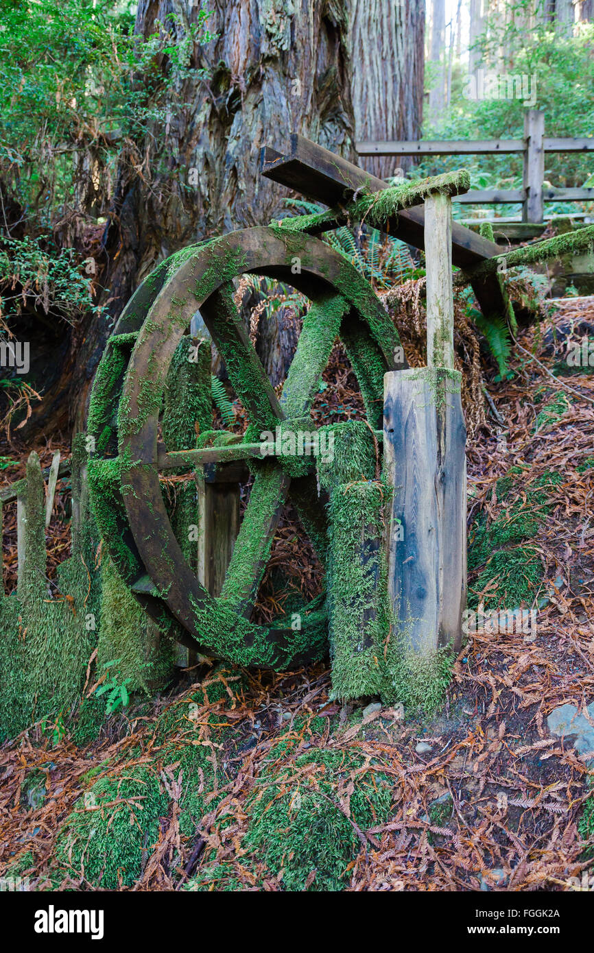 Forest with moss covering an old power creating water wheel Stock Photo ...