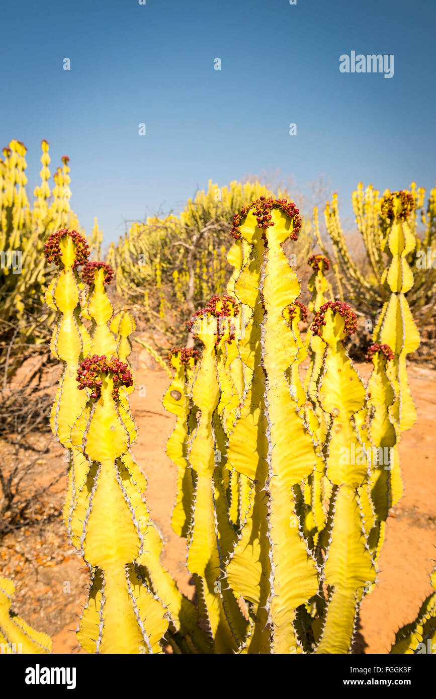 Desert cactus (Euphorbia ingels) known as Candelabra Tree Cactus in ...