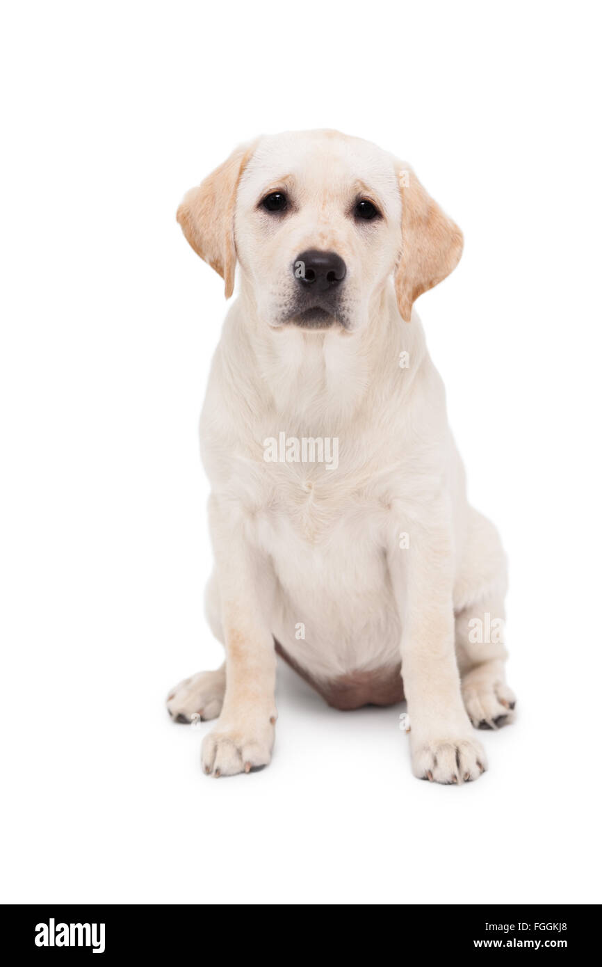 Cute dog sitting alone and looking at camera Stock Photo - Alamy