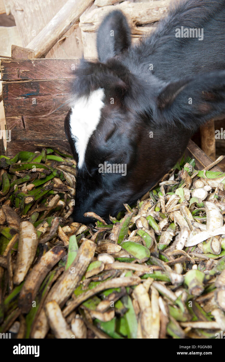 Ugandan farmer feeding banana to a dairy cow in a pen Stock Photo - Alamy