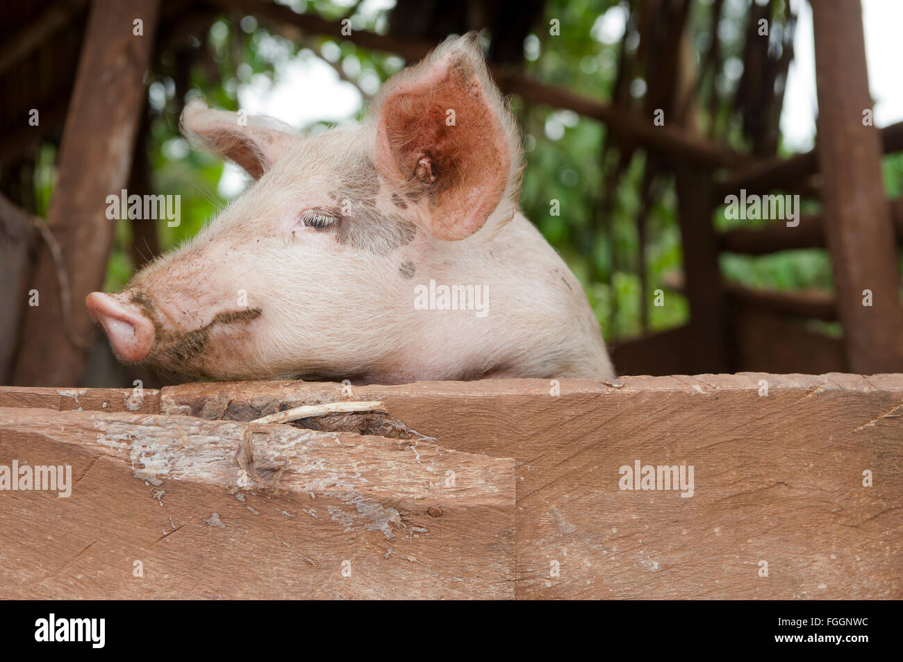 Pig Farm Africa High Resolution Stock Photography and Images - Alamy