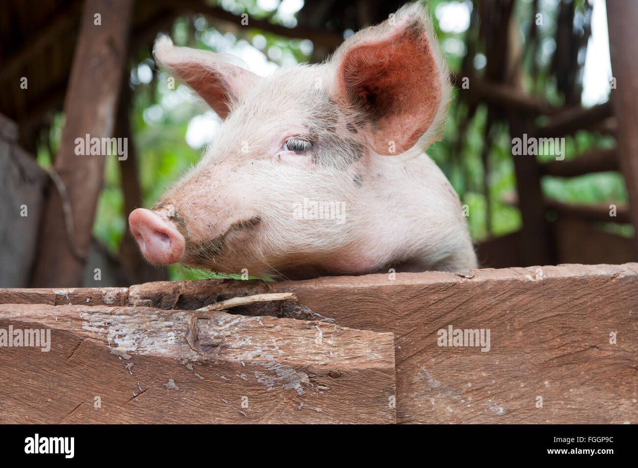 Pig fence hi-res stock photography and images - Alamy