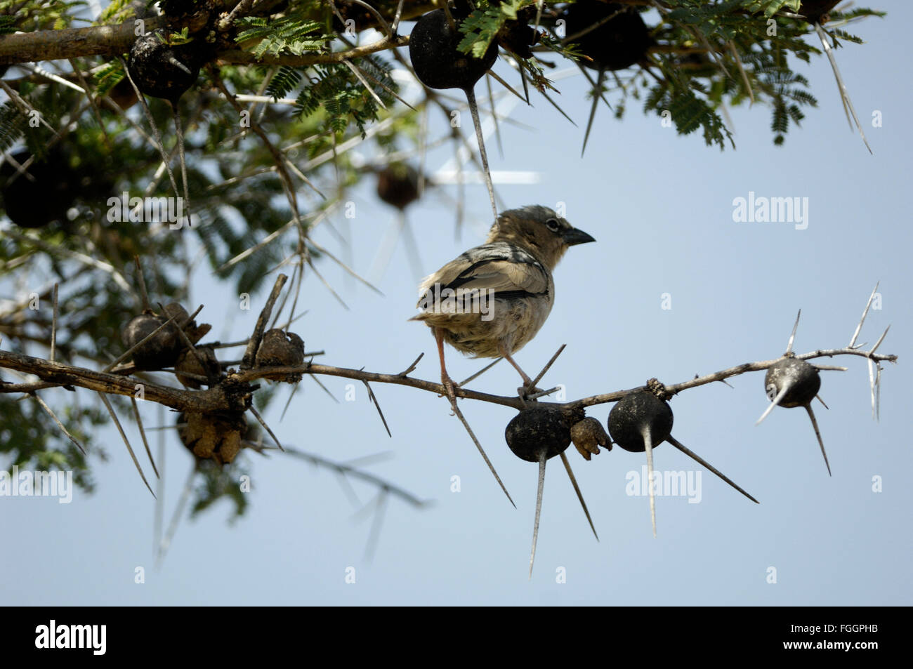 Acacia Bird High Resolution Stock Photography and Images - Alamy