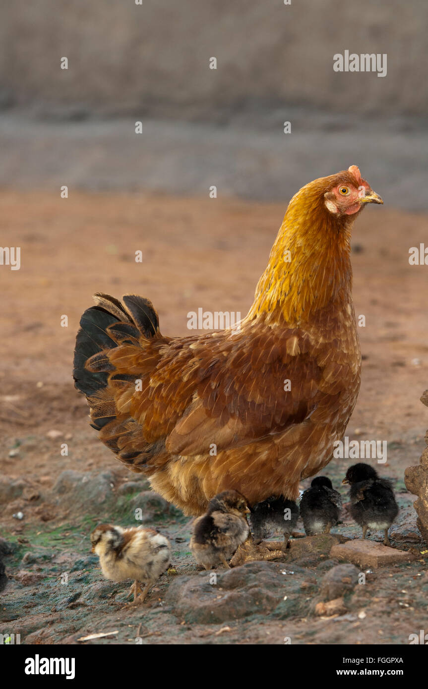 Hen with chicks scratching around for food on a dirt yard, Uganda Stock ...