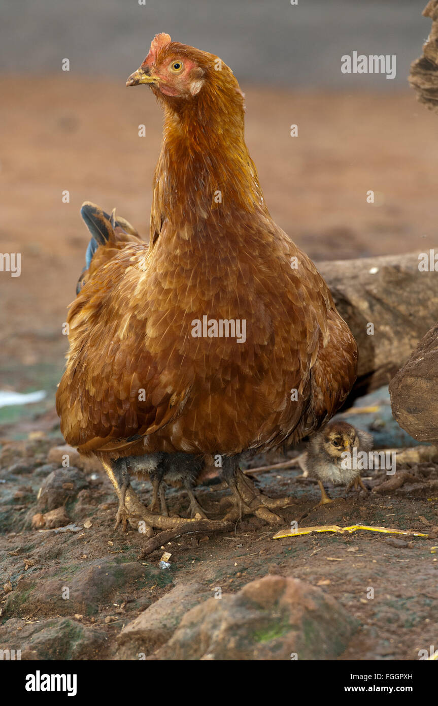 Hen with brood hi-res stock photography and images - Alamy