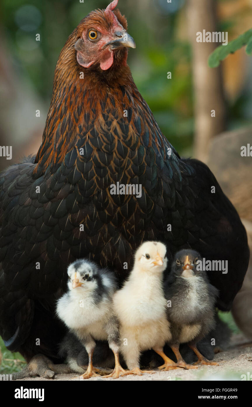 Mother bird protecting baby bird hi-res stock photography and images ...