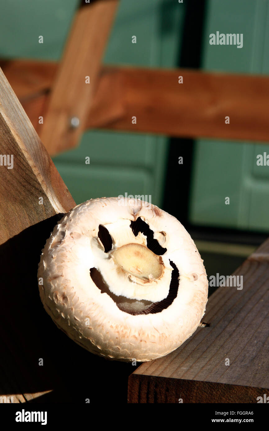 Smiling mushroom hi-res stock photography and images - Alamy