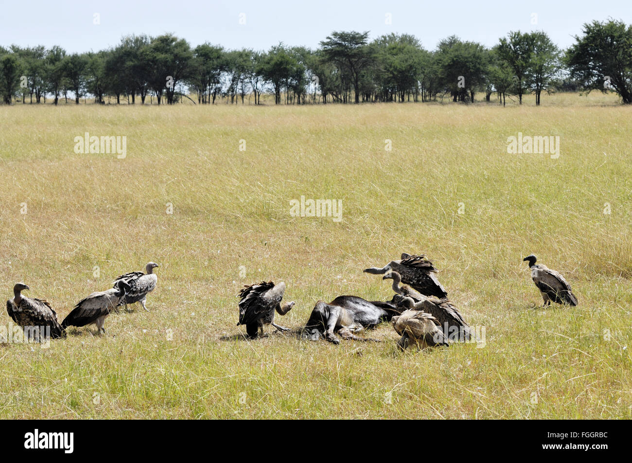 Vultures on dead tree hi-res stock photography and images - Alamy