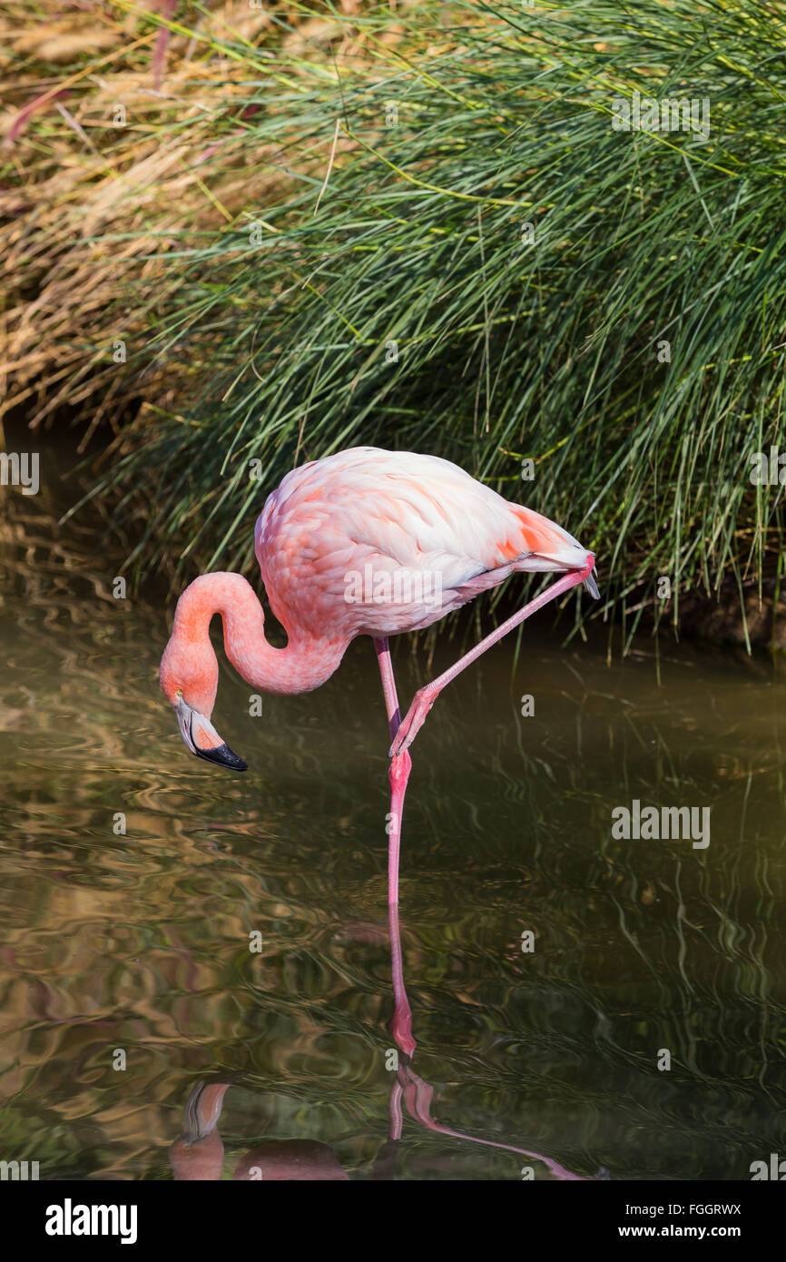 Pink flamingo standing hi-res stock photography and images - Alamy