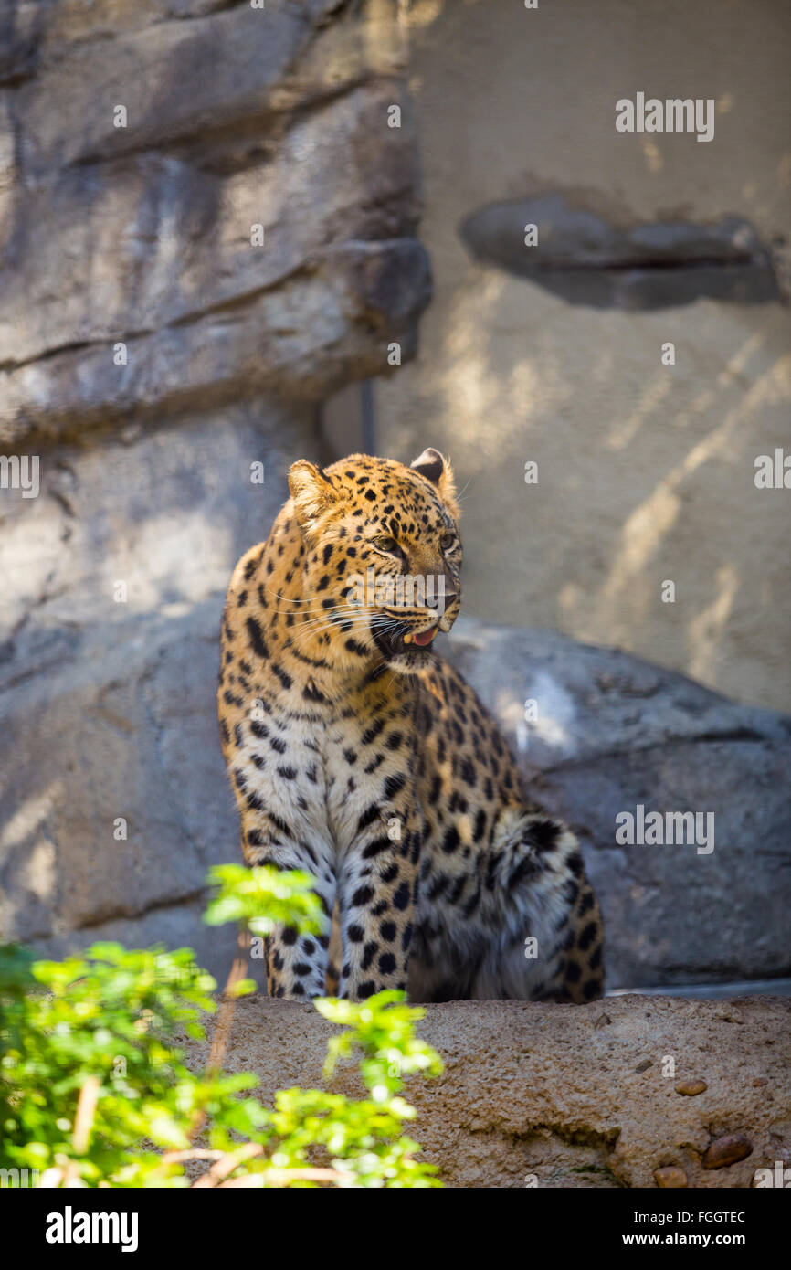 Leopard on rocks with it's mouth open in California Stock Photo - Alamy