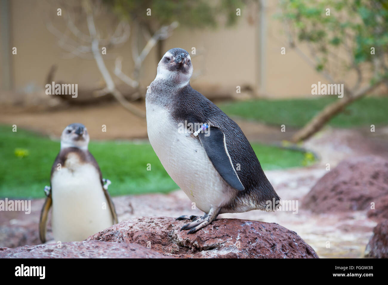 Penguin in captivity on a rock in California Stock Photo - Alamy
