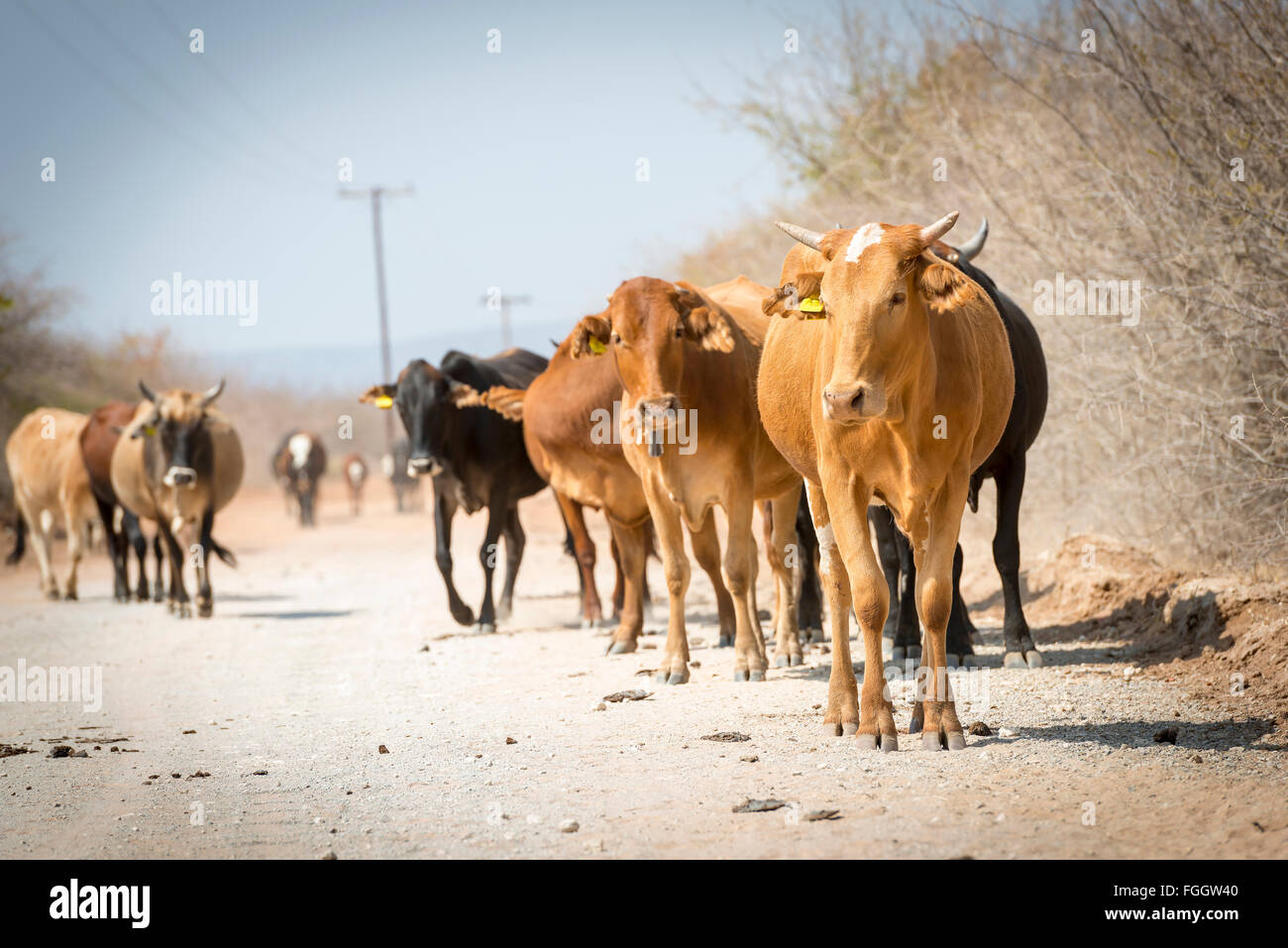 Botswana cattle hi-res stock photography and images - Alamy