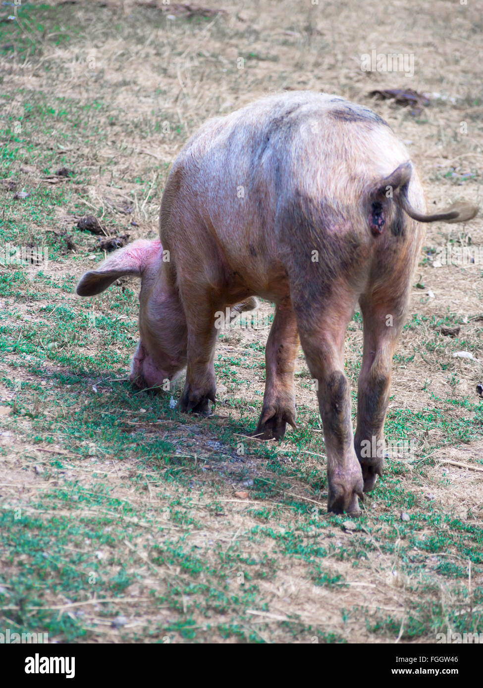 Two pigs barn farm hi-res stock photography and images - Alamy