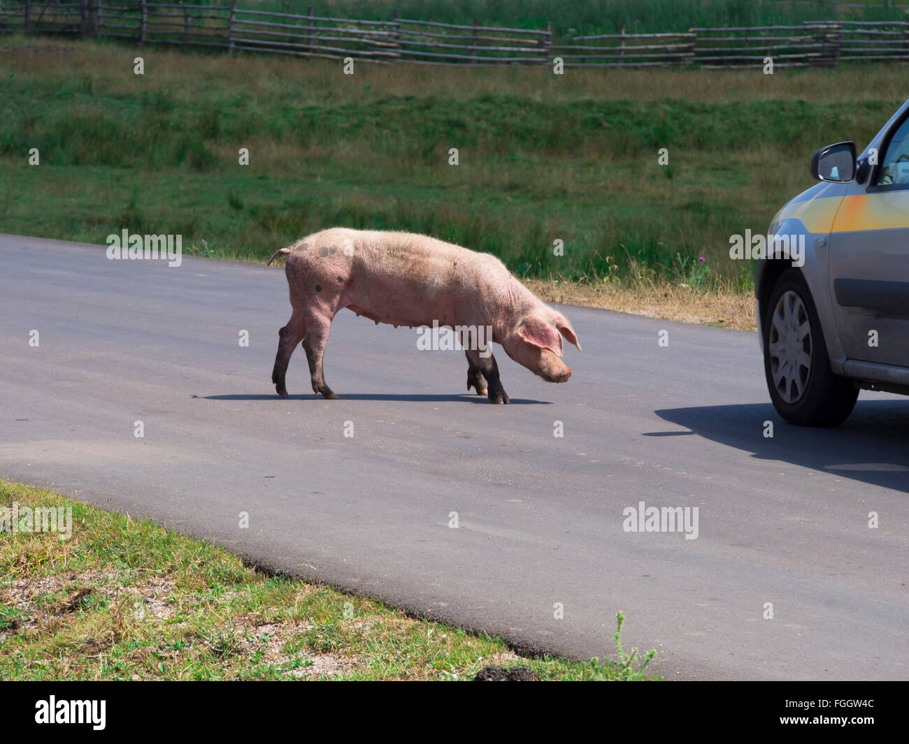 Animal pig piglet care transport transportation hi-res stock ...