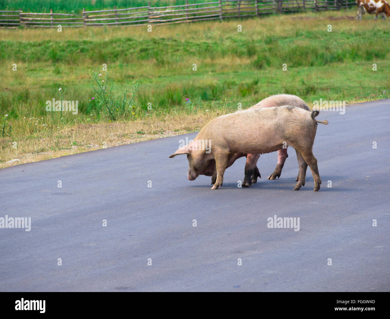 Landrace pig hi-res stock photography and images - Alamy