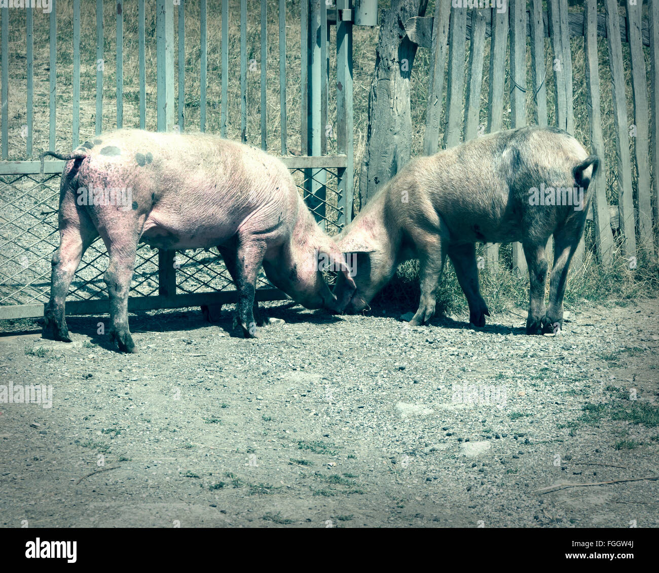Landrace pig hi-res stock photography and images - Alamy