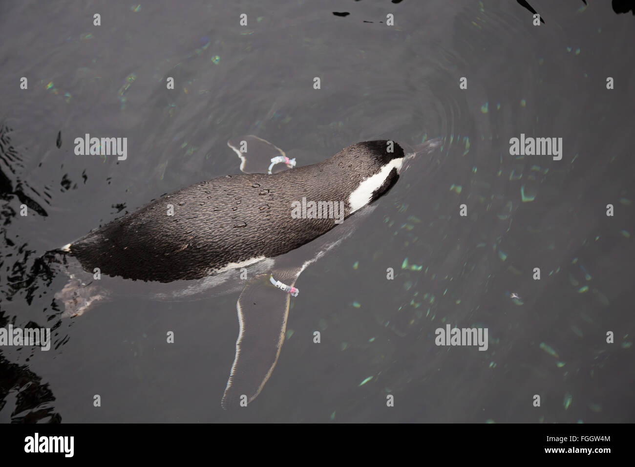 Penguin swimming and diving through cold water in captivity in ...
