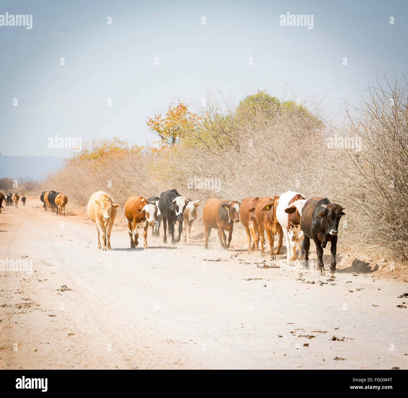 Moving cows hi-res stock photography and images - Alamy