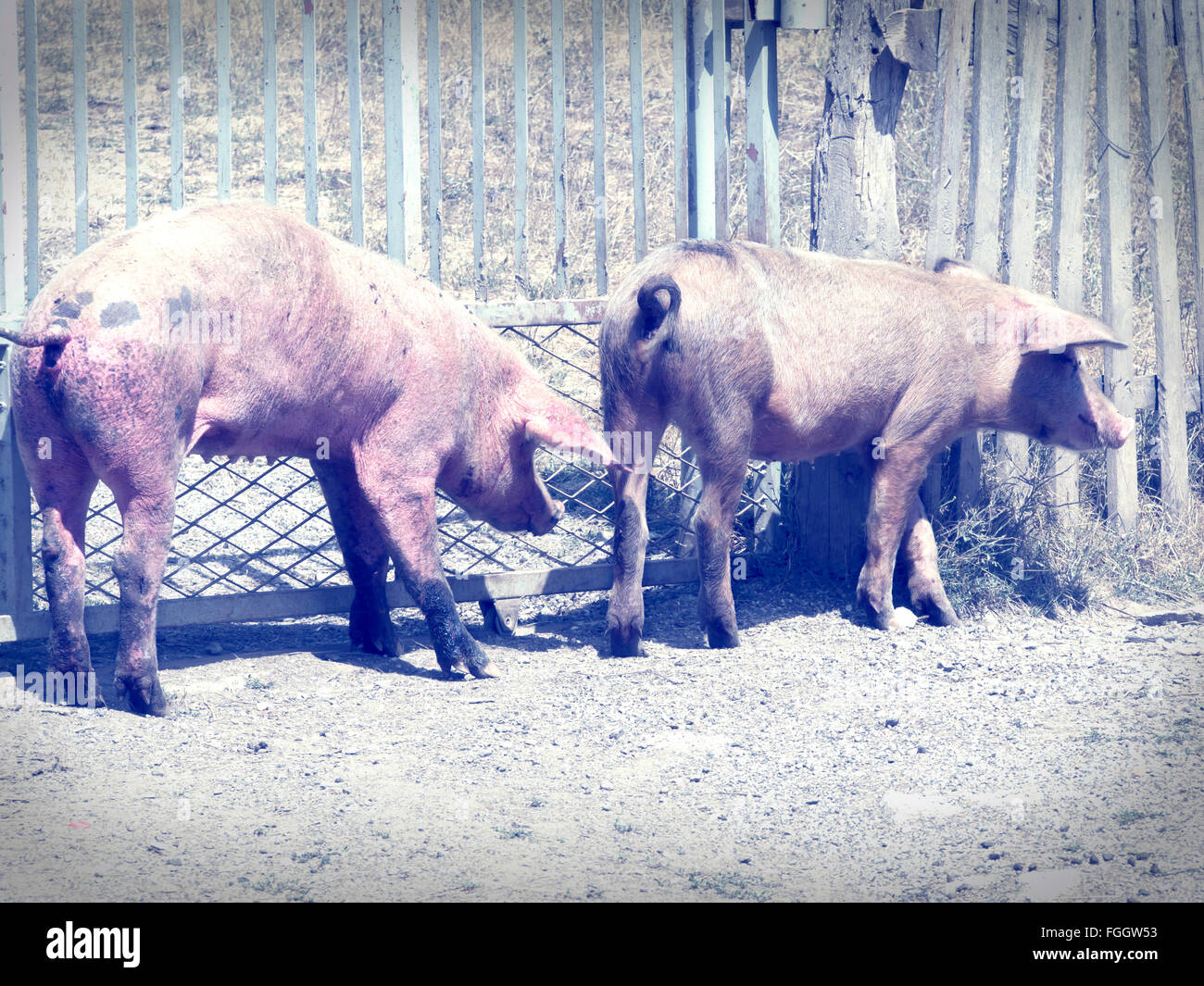 pigs freely walking Stock Photo - Alamy