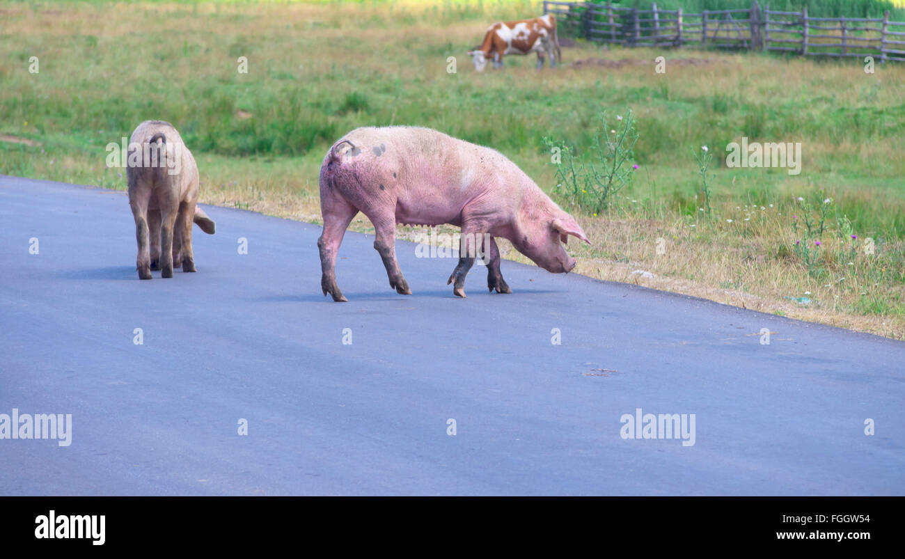 pigs freely walking Stock Photo - Alamy