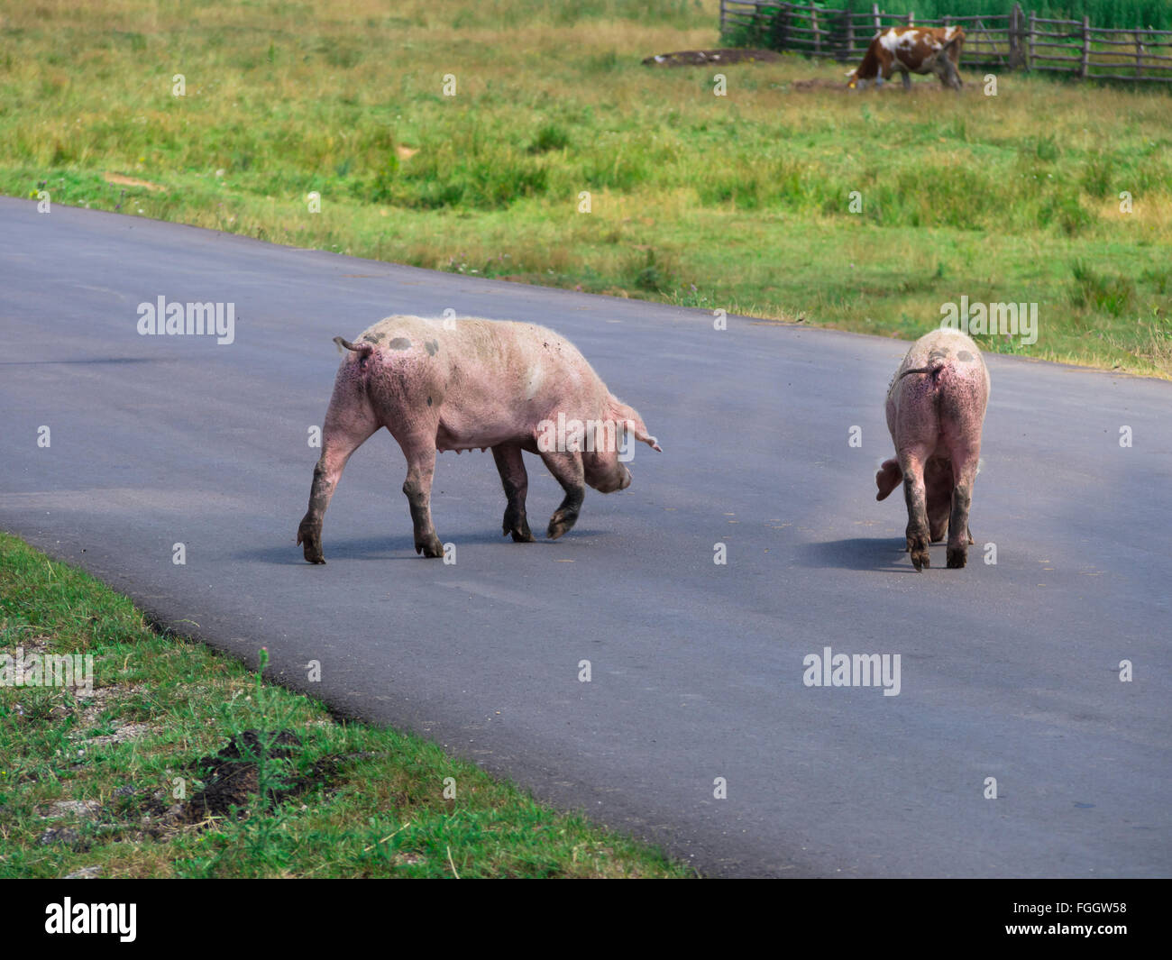 pigs freely walking Stock Photo - Alamy