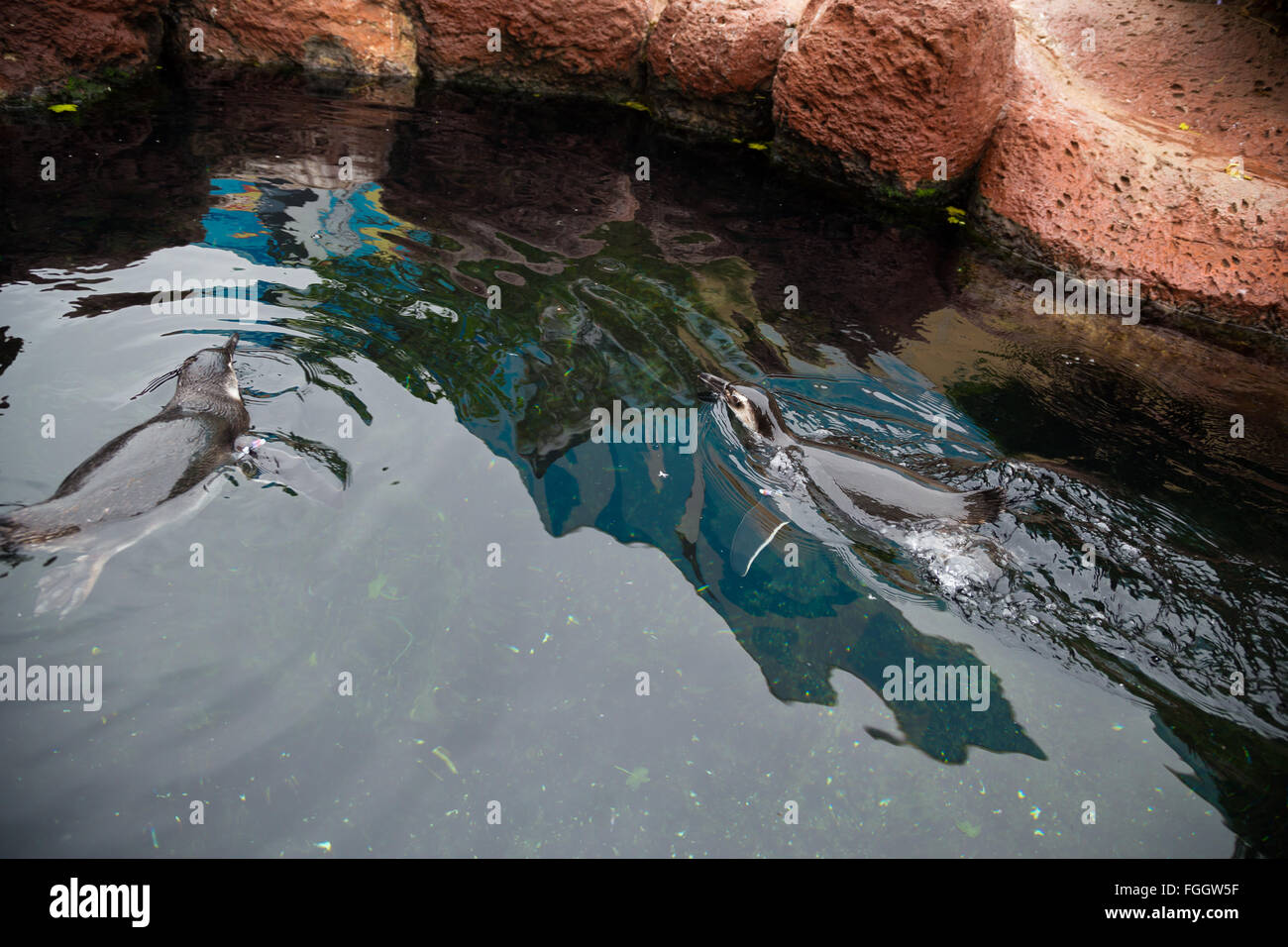 Diving into cold water hi-res stock photography and images - Alamy