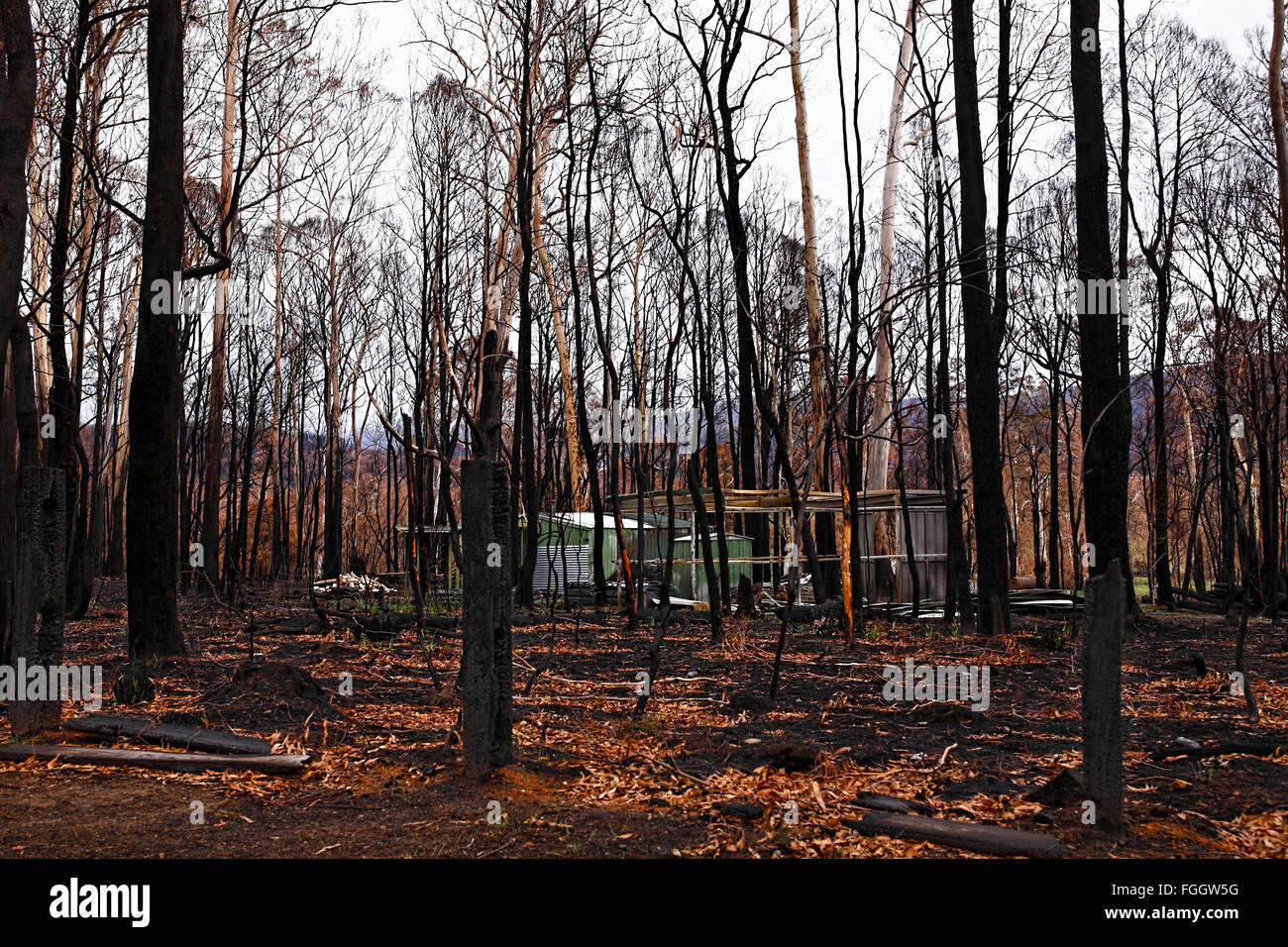 australian bush fire damage,australian bush fire aftermath,post ...