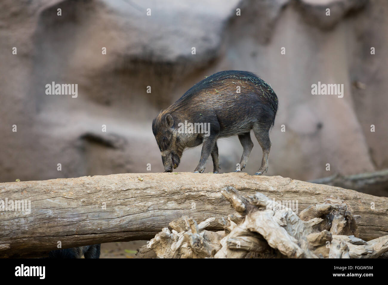 Miniature wild boar on a log looking for food Stock Photo - Alamy