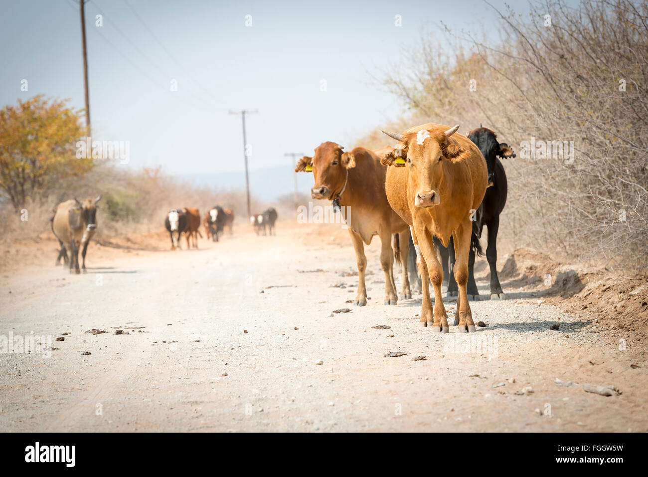 Cattle botswana hi-res stock photography and images - Alamy