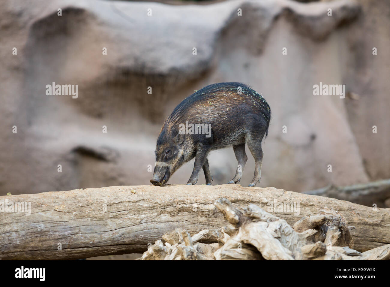 Wild boar food hi-res stock photography and images - Alamy