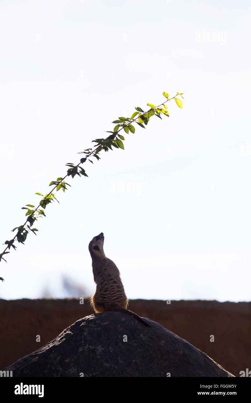 Daytime predators hi-res stock photography and images - Alamy