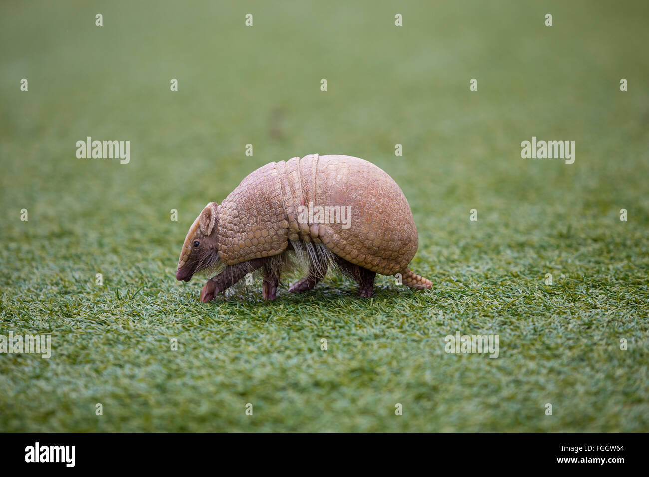 Armadillo on turf grass waling around looking for food Stock Photo - Alamy
